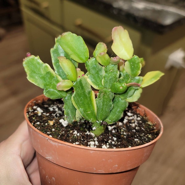 String of Little Pickles, Othonna Capensis ruby Necklace in 2 Inches ...