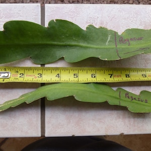German Empress Epiphyllum 1 Cutting disocactus - Etsy