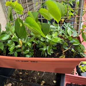 10 Red Custard Apple Seeds, Rare, Exotic and Delicious, Beautiful Fruit ...