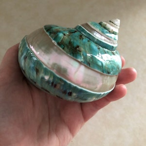 White Indian Volute Melon Shell 67 1 PC Large | Etsy