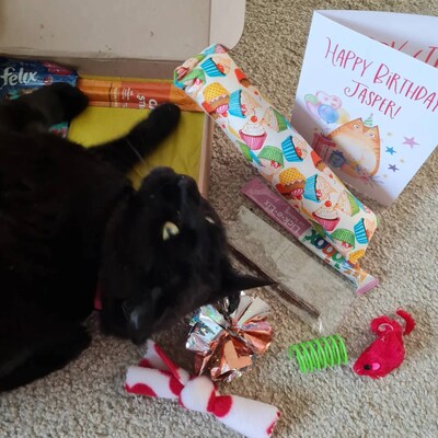 Personalised Cat Birthday Gift Box, Gotcha Day Presents, Pet ...