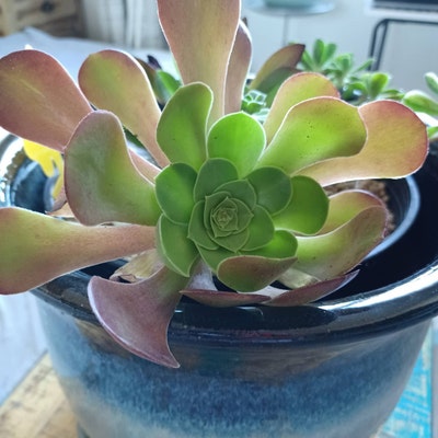 Aeonium Blushing Beauty, Large Stem Cuttings, Multiple Colors Change ...