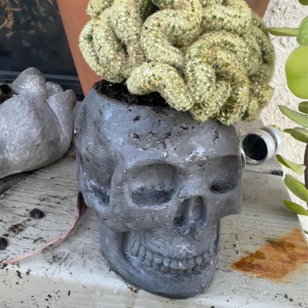 Brain Cactus Skull Succulent Arrangement - Etsy