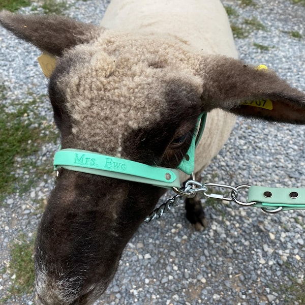 LAMB HALTER | "duo" | Stock Show | Show Lamb | - Etsy
