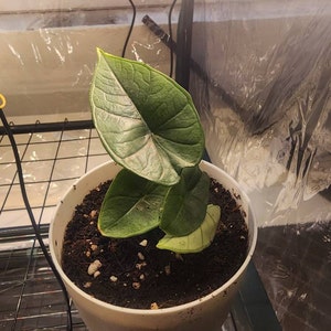 Alocasia Platinum bisma Starter Plant ALL STARTER PLANTS Require You to ...