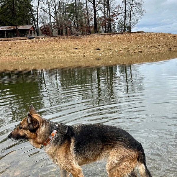 Orange and White Checkered Dog Collar, Martingale or Flat Collar, Dog ...