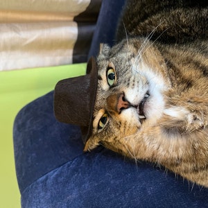 Mini-sized Graduation Cap Cat Hat for Your Cat FREE SHIPPING Add-on ...