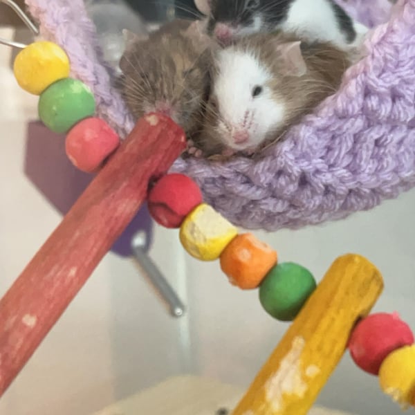 Rat Sweater for Rat Crochet Sweater for Small Pet Sweater for Fancy Rat ...