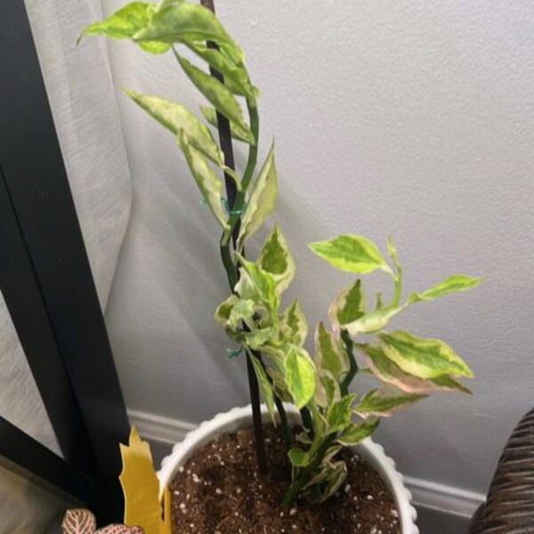 Devil's Backbone I Pink Variegated - Etsy