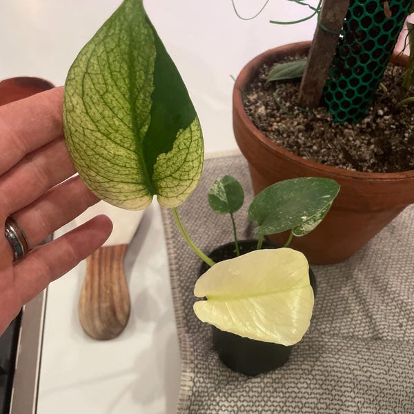 Live House Plant Bloom Fuchsia African Violet Harmonys vat Real Life ...