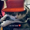 Maga Cat Hat a Maga Hat for Your Cat - Etsy