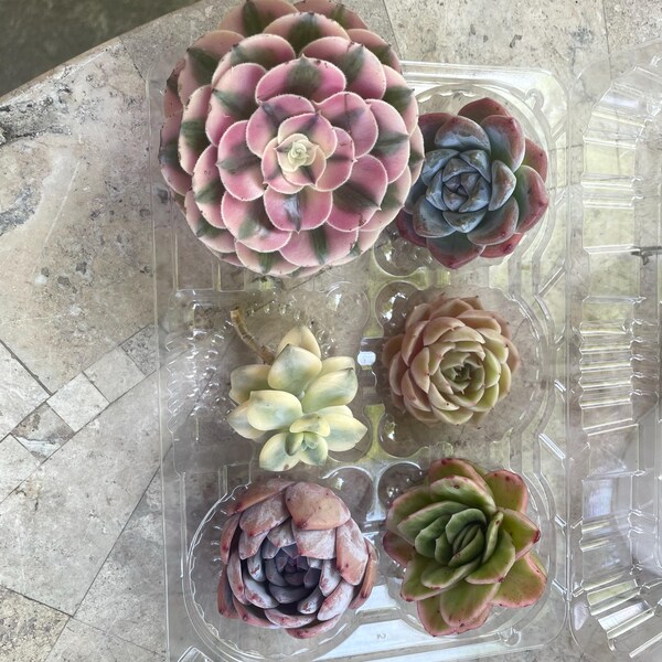 Random Mix DIY Rare Succulent Plants Live Pink Red Orange Green, 0.5-2 ...