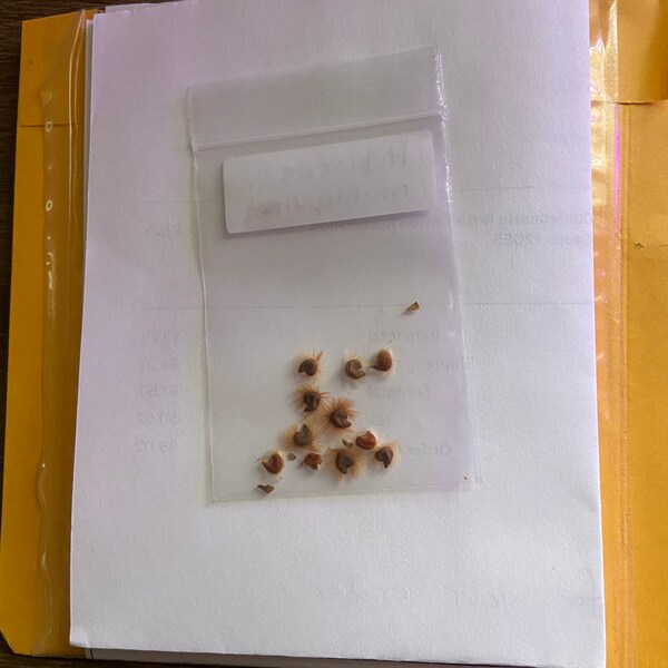 Oenothera Fruticosa Golden Sundrops Primrose Yellow Perennial 20 Seeds ...