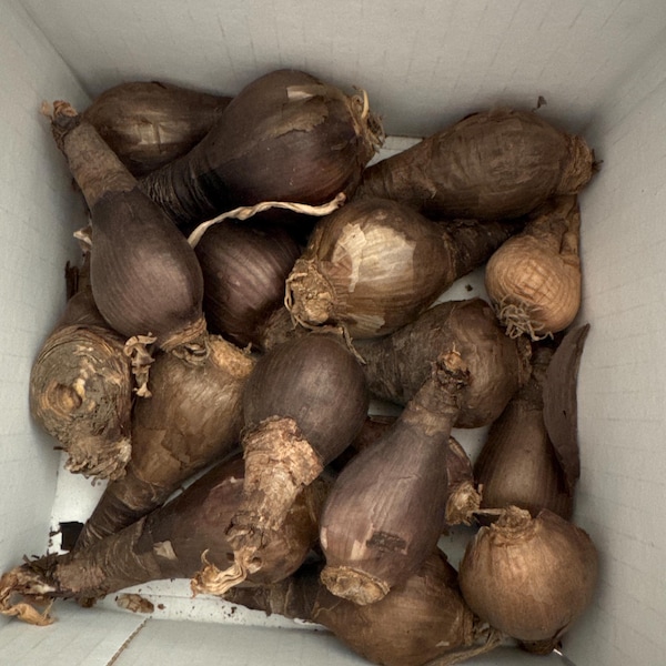 4 Heirloom Surprise Lily Bulbs Naked Ladies Resurrection Lily Vintage ...