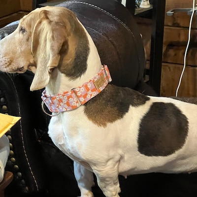 Orange and White Checkered Dog Collar, Martingale or Flat Collar, Dog ...