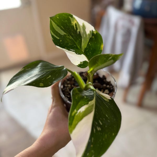 Philodendron Punctata **(ALL Starter Plants Require You to Purchase Any ...