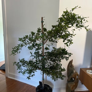 Spiny Black Olive bucida Molinetti 3 to 4 Feet Actual Photo - Etsy