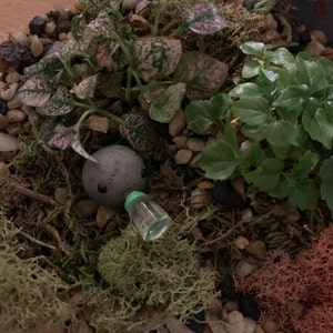 Adopt a TINY PEBBLE PAL W/ Crystal Moss Cork Jar Home Handmade Tiny ...