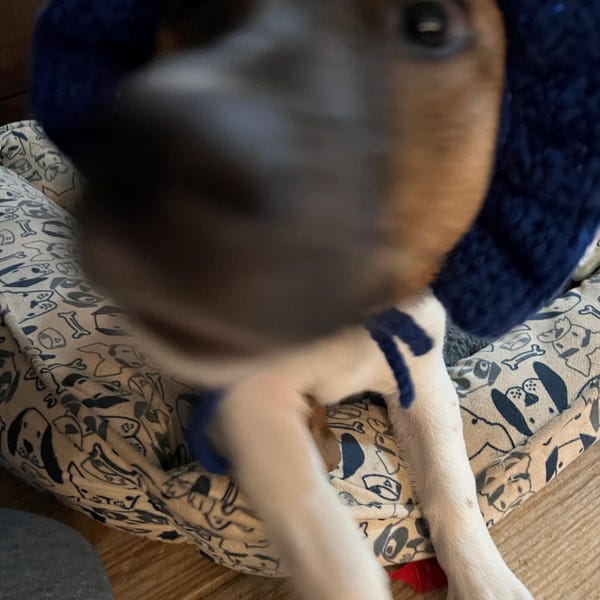 Crochet Blueberry Pet Cat Bucket Hat - Etsy