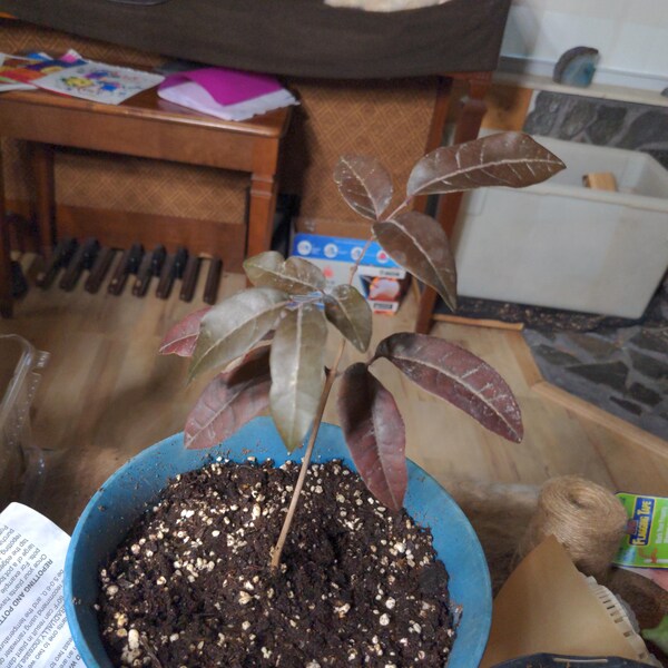 Inca Nut, Sacha Inchi (plukenetia Volubilis) Live Plant! - Etsy