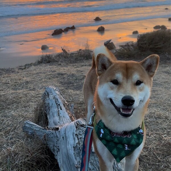 Over the Collar Reversible Dog Bandana - Wisconsin Badgers, Milwaukee ...