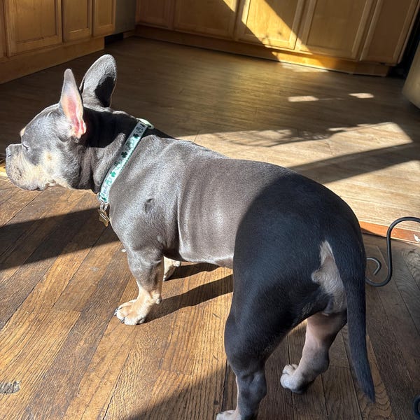 Be Good for Goodness Sake Dog Collar - Etsy