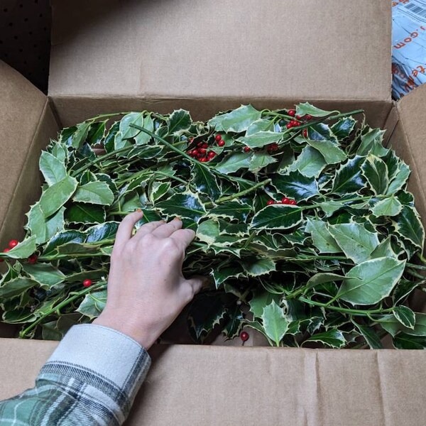 Half Box of Holly - Etsy