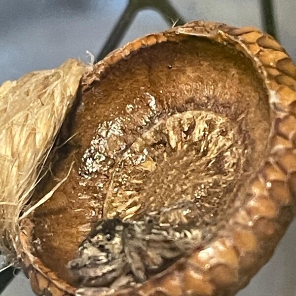 Jumping Spider Magnetic Acorn Ledge/hide - Etsy