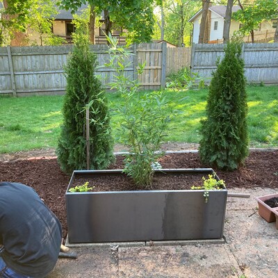 Phyllostachys Bissetti/david Bisset Bamboo-very Cold Hardy Down to 15 ...