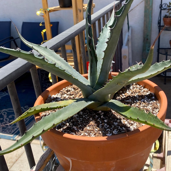 Century Plant - Agave Americana Pup 1’ - Etsy