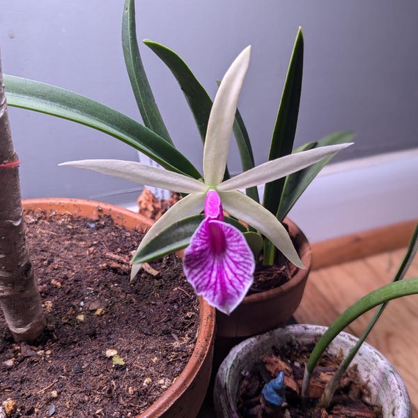 Rare, Micro Mini Dendrobium Species. Dendrobium Hekouense. - Etsy