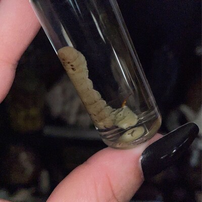 Human Tooth Ring Sterling Silver 925 Band With a Real Tooth - Etsy