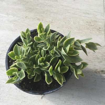 Variegated Baby Sun Rose - Etsy