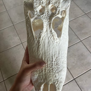 Sylvilagus Floridanus / Rabbit Atlas Vertebrate Butterfly Bone - Etsy