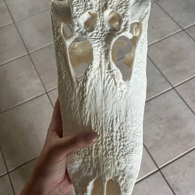 Sylvilagus Floridanus / Rabbit Atlas Vertebrate Butterfly Bone - Etsy