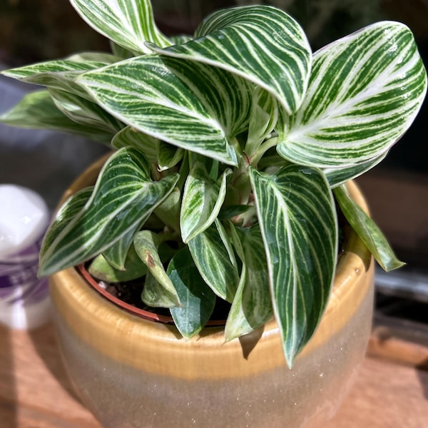 Philodendron Birkin Galaxy 4” Pot (ALL PLANTS Require You to Purchase 2 ...