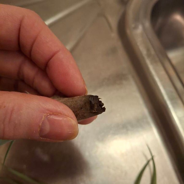 Rose 'fantastic at 60' Happy Birthday Rose Gift Wrapped With Huge Bow ...