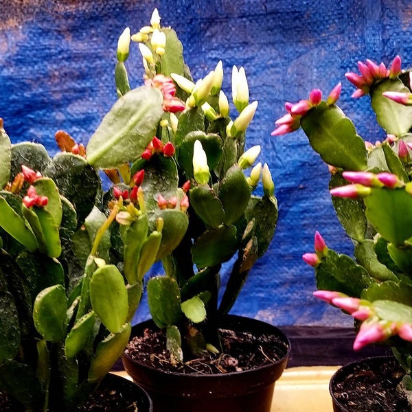 Spring Cactus - White Flowers - Schlumbergera Syn. Rhipsalidopsis ...