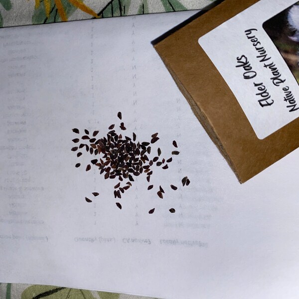 Checker/chocolate Lily (fritillaria Affinis) ~ 100 Seeds *pacific ...