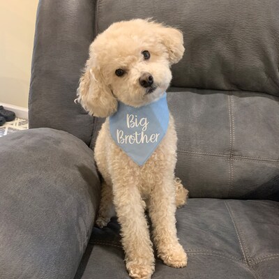 Ball-less & Flawless Dog Bandana, Funny Dog Bandana, Neuter Bandana ...