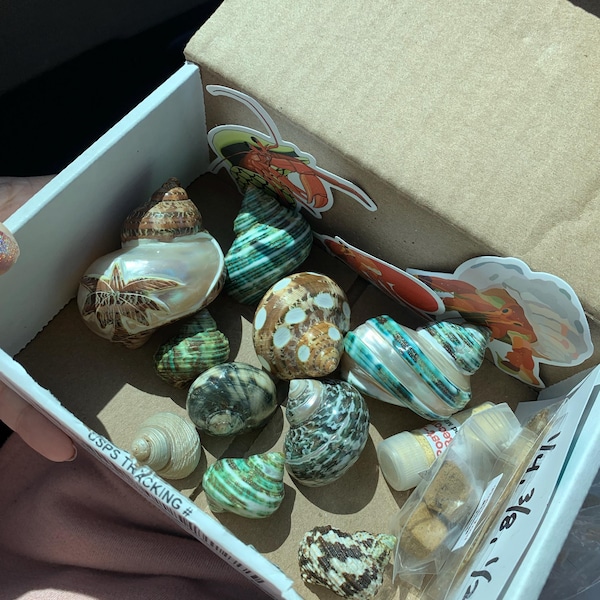 Turbo Shells Pack - Hermit Crab Shell Growth Pack - Etsy