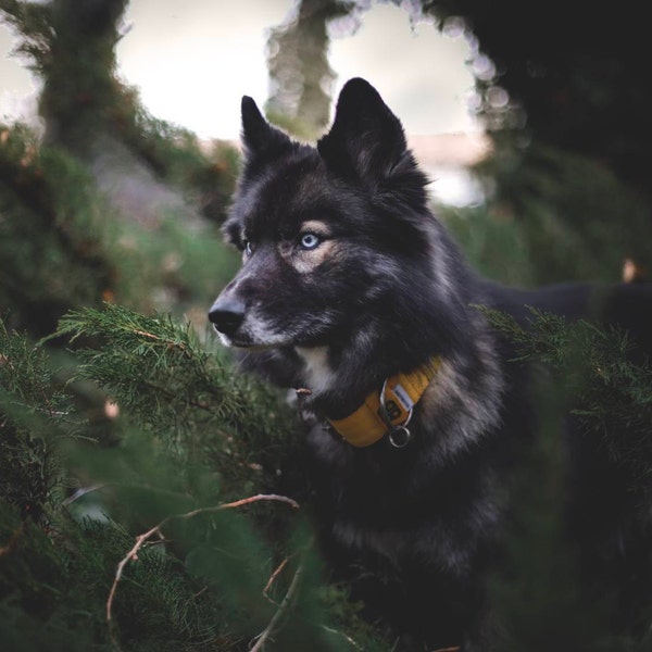 15 Moody Green Presets & Luts Pack Bundle | Color Grading for Moody ...