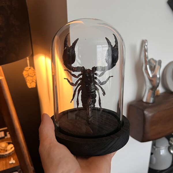 Gunjii Asian Lanternfly Box Frame / Entomology Taxidermy Insects Bug ...