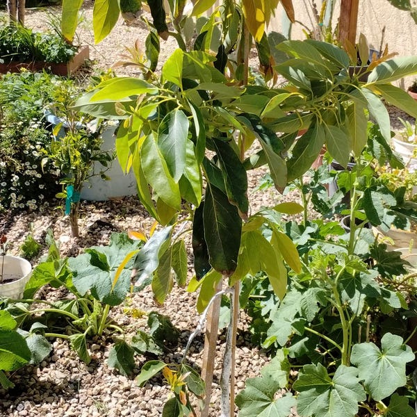 Fruit Cocktail Mango Tree - Grafted Tree - 1 to 2 Feet Tall -grafted ...