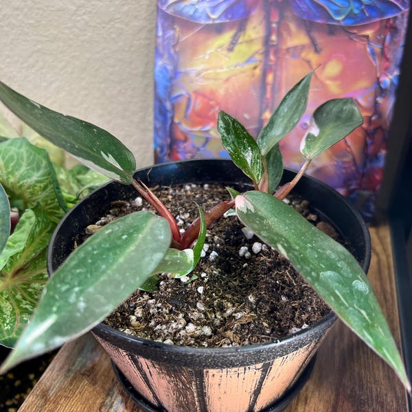 Philodendron El Choco Red Starter Plant ALL STARTER PLANTS Require You ...
