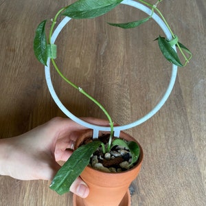 Plant Hoop/hoya Hoop/plant Climber/plant Trellis/plant | Etsy