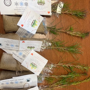 20 Loblolly Pine Tree Seedling Plugs Fast Growing Easy Planting - Etsy