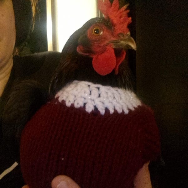Knit Chicken Sweaters (medium Weight) - Hen Clothing - Poultry ...