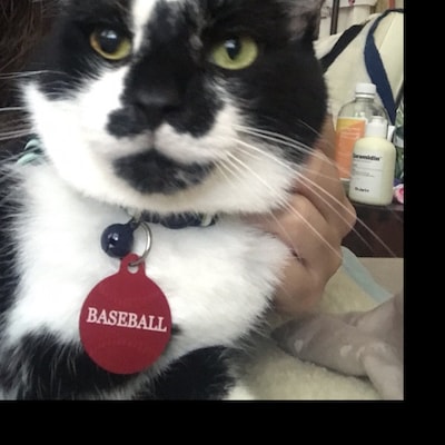 Engraved Baseball Pet Tag Personalized Dog Tag - Etsy