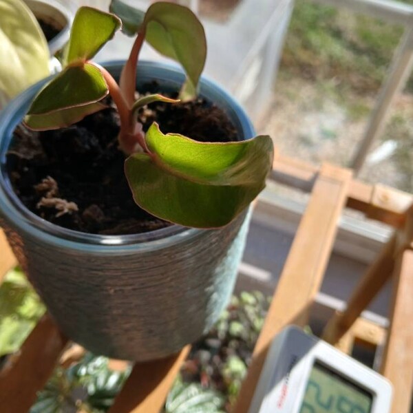 Alocasia “tiny Dancer” Starter Plant (ALL STARTER PLANTS Require You to ...